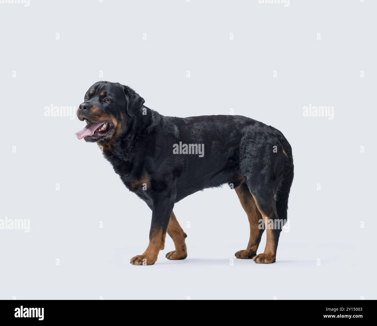 Beautiful healthy Rottweiler standing and looking away, side view, dog ...