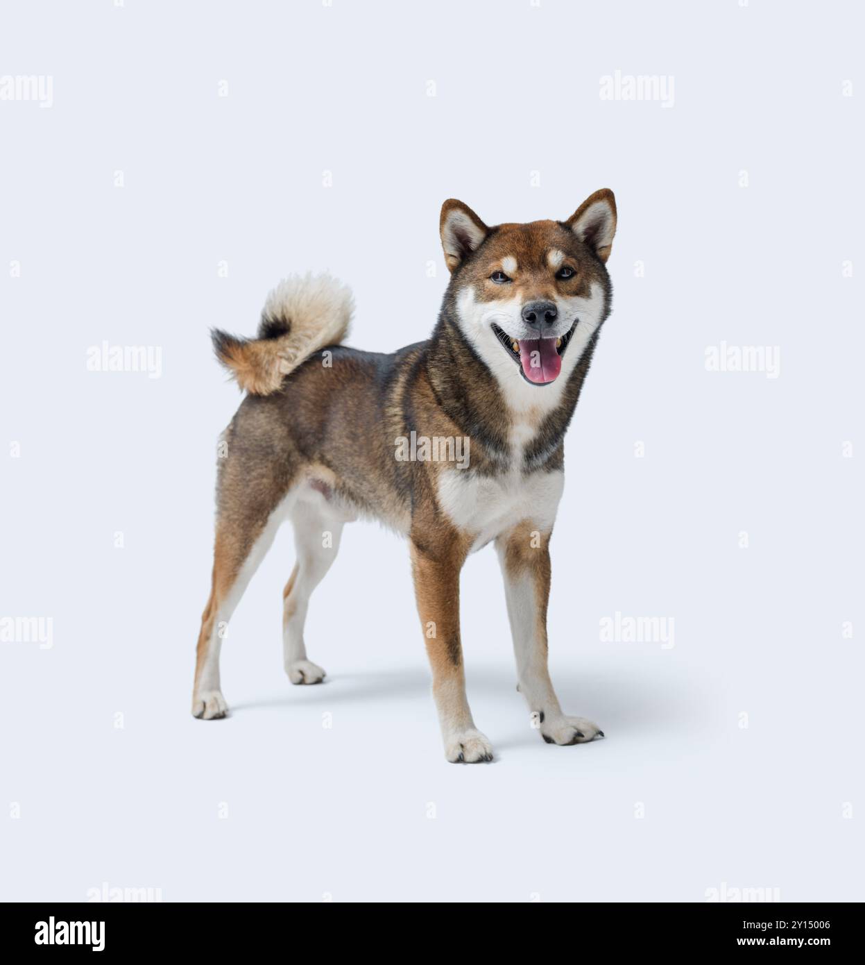 Happy dog standing on white background, Shiba Inu dog breed Stock Photo ...