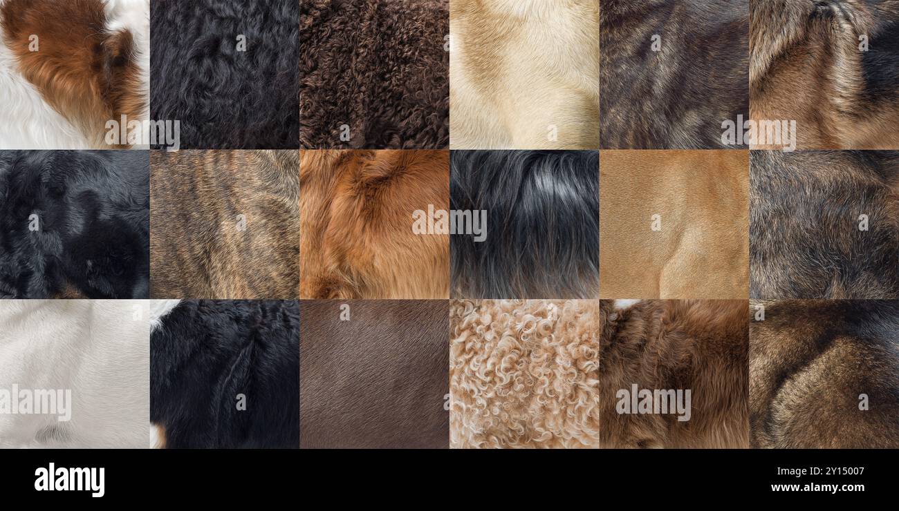 Collection of assorted dog furs of differents breeds, close up Stock ...