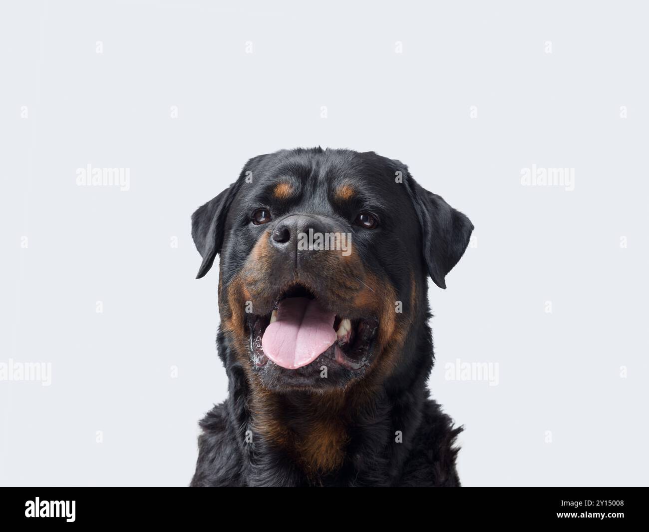 Happy Rottweiler smiling at camera headshot, isolated on white ...