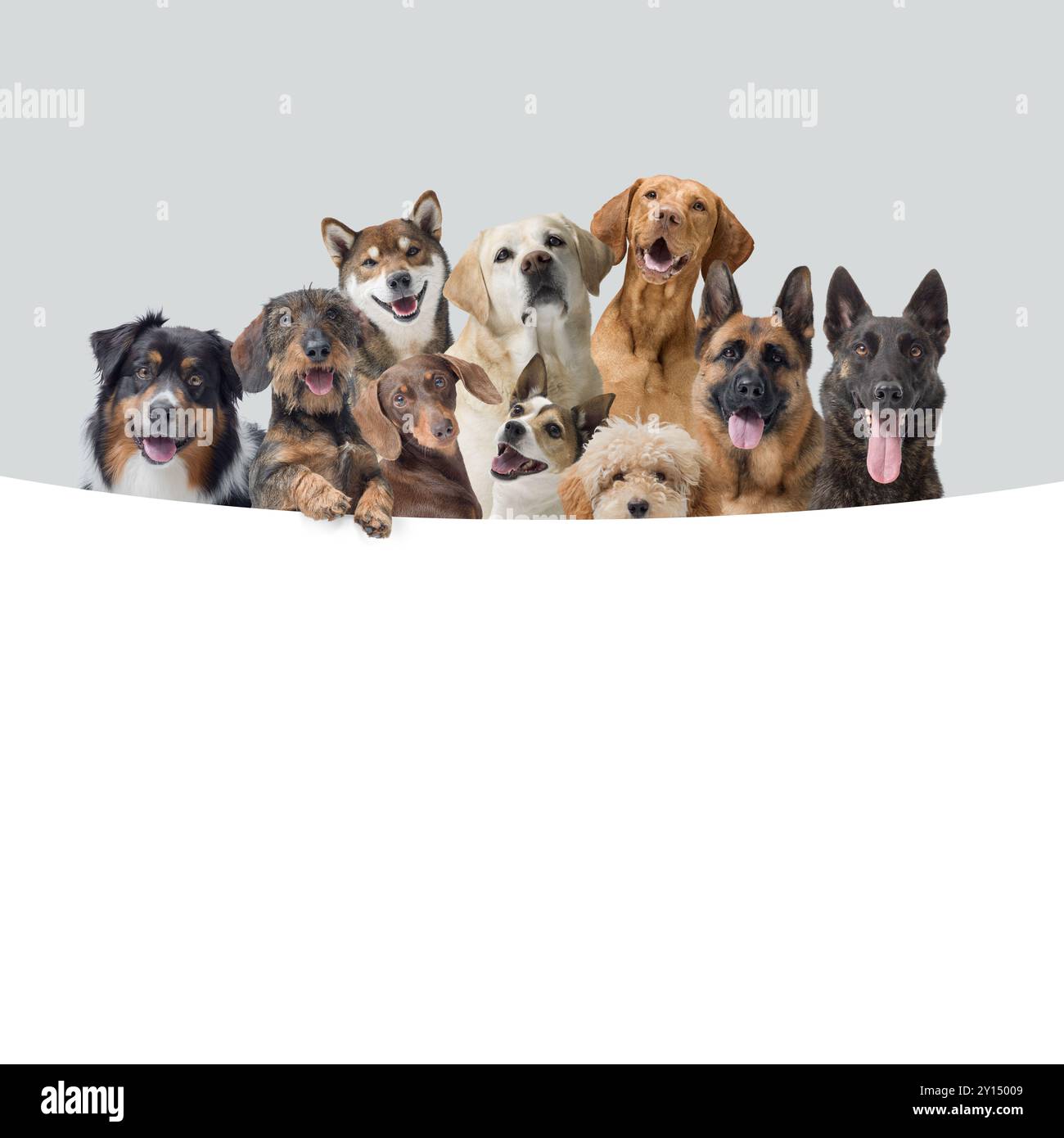 Large group of different happy dogs peeking behind a blank sign Stock ...
