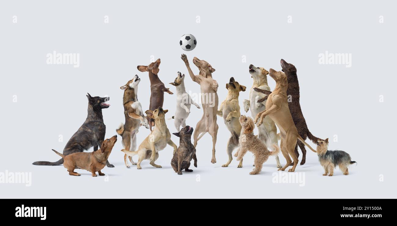 Group of diverse happy dogs playing soccer together, they are jumping ...