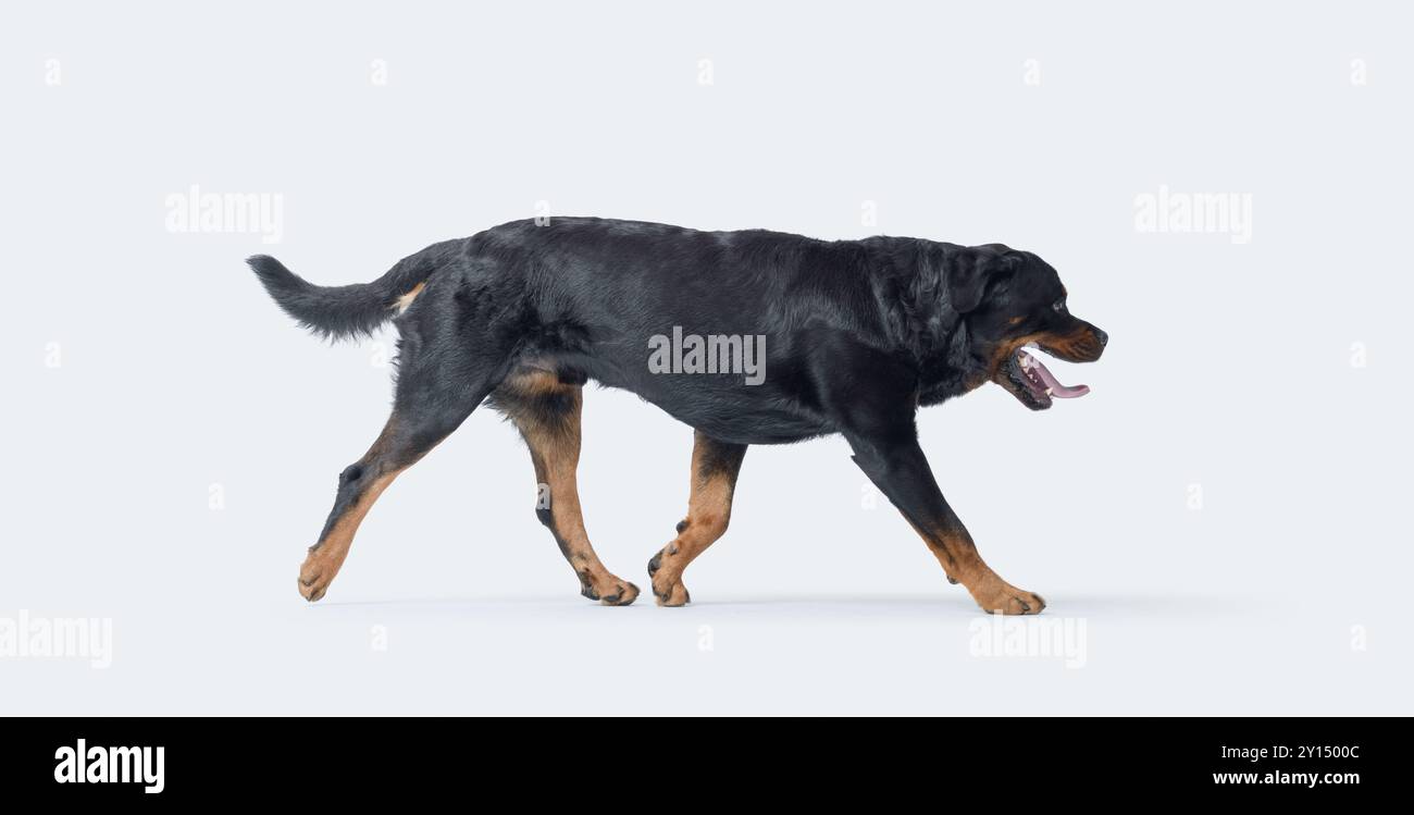 Beautiful dog walking, side view, Rottweiler dog breed Stock Photo - Alamy