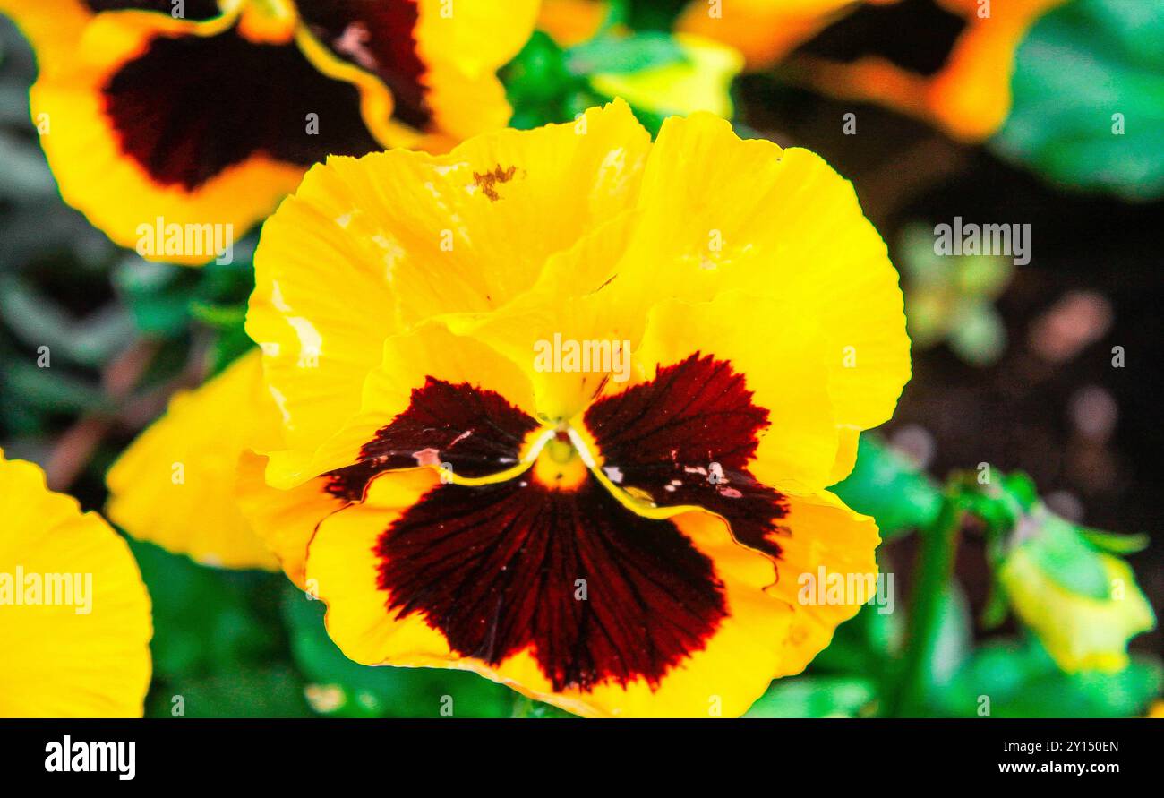 Dark maroon markings hi-res stock photography and images - Alamy