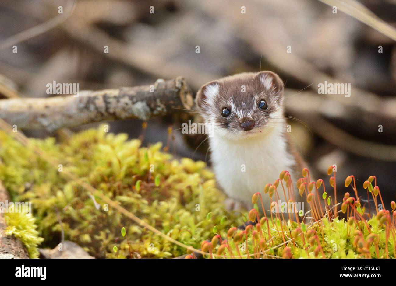 Curious least weasel Stock Photo - Alamy