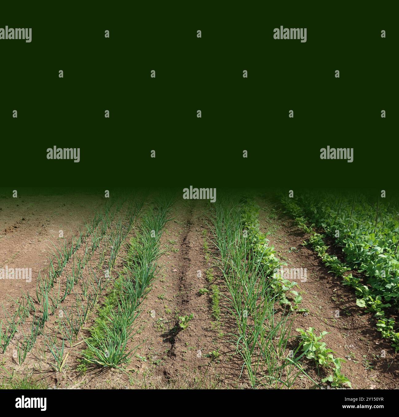 detail of vegetables garden with a green room for your article, ads ...