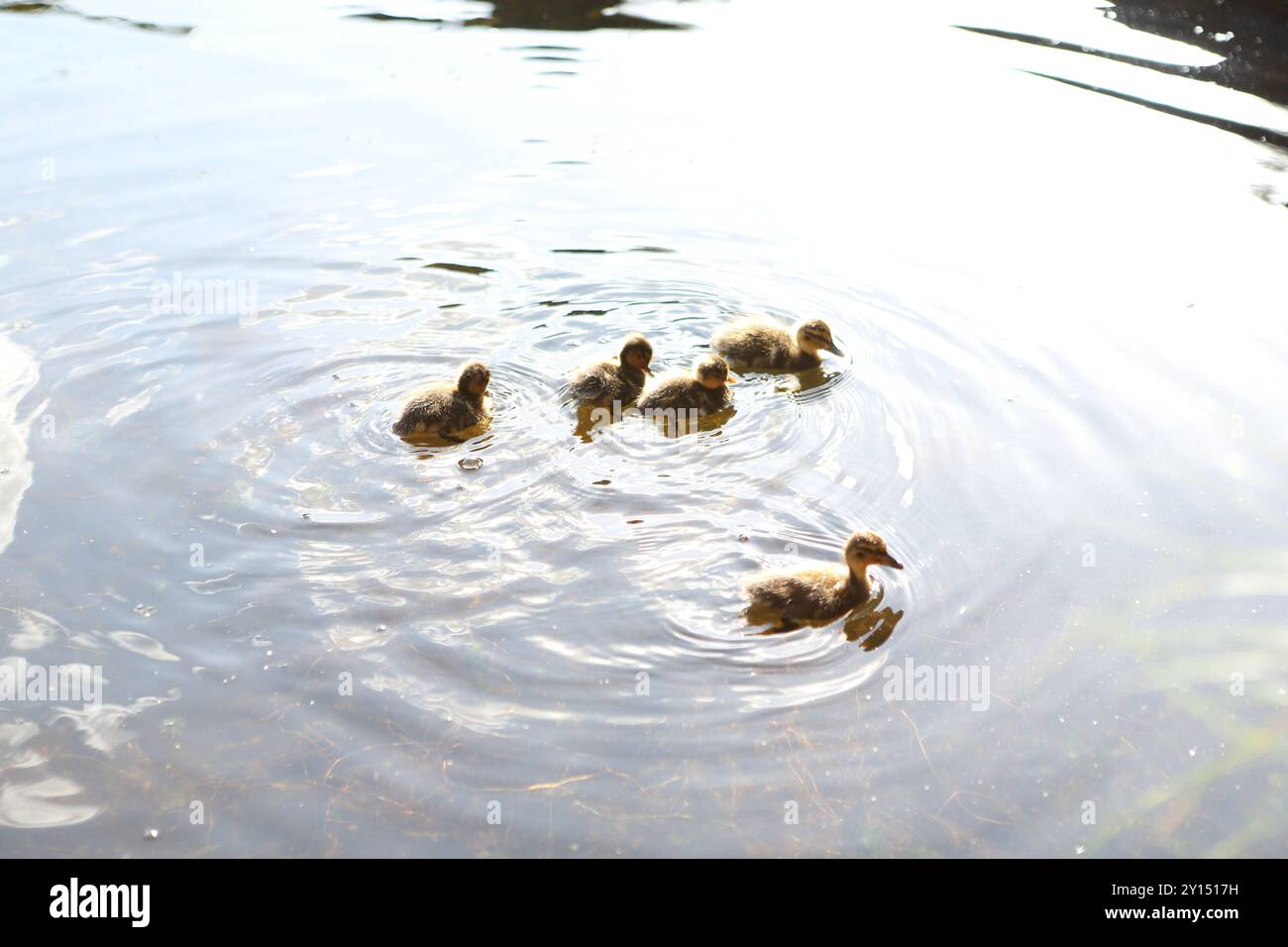 Ducklings in canal water paddling concept siblings offspring nature ...