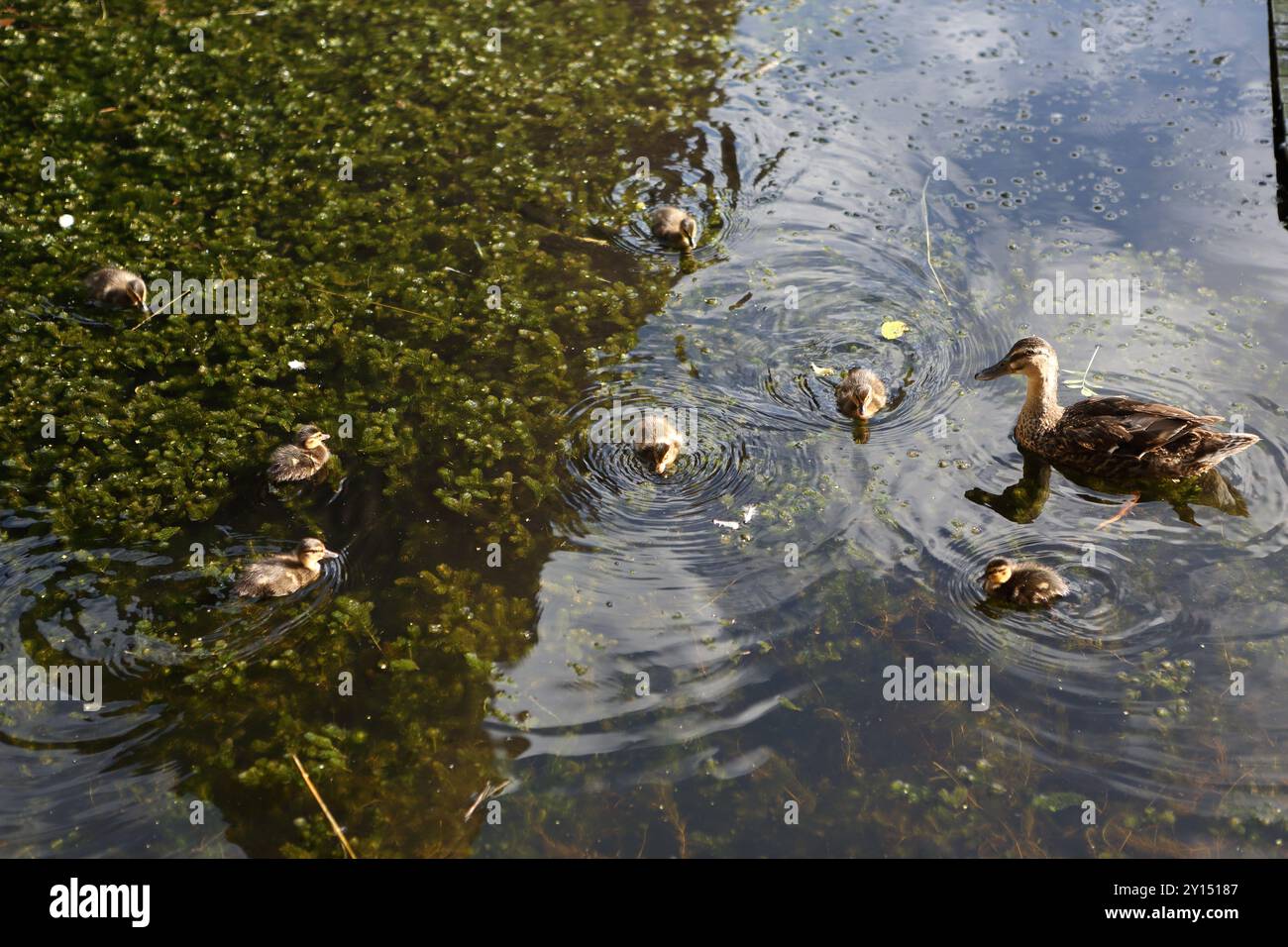 Duck and ducklings in canal water paddling concept siblings offspring ...