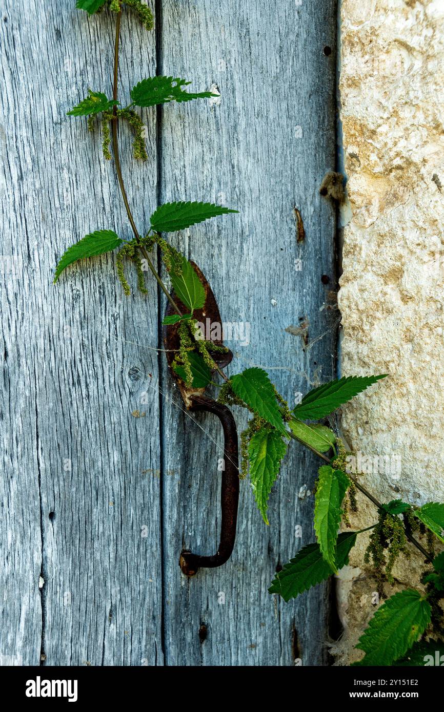 A green stem winding around an old iron door handle on a weathered ...
