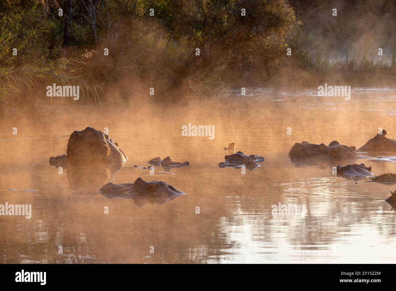 South Africa, Kruger National Park, Hippopotamus "Hippo" (Hippopotamus ...