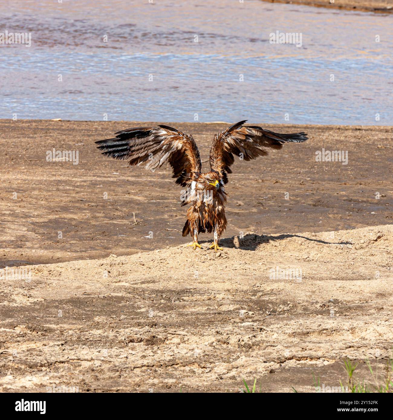 South Africa, Kruger National Park, African Hawk-Eagle (Aquila ...