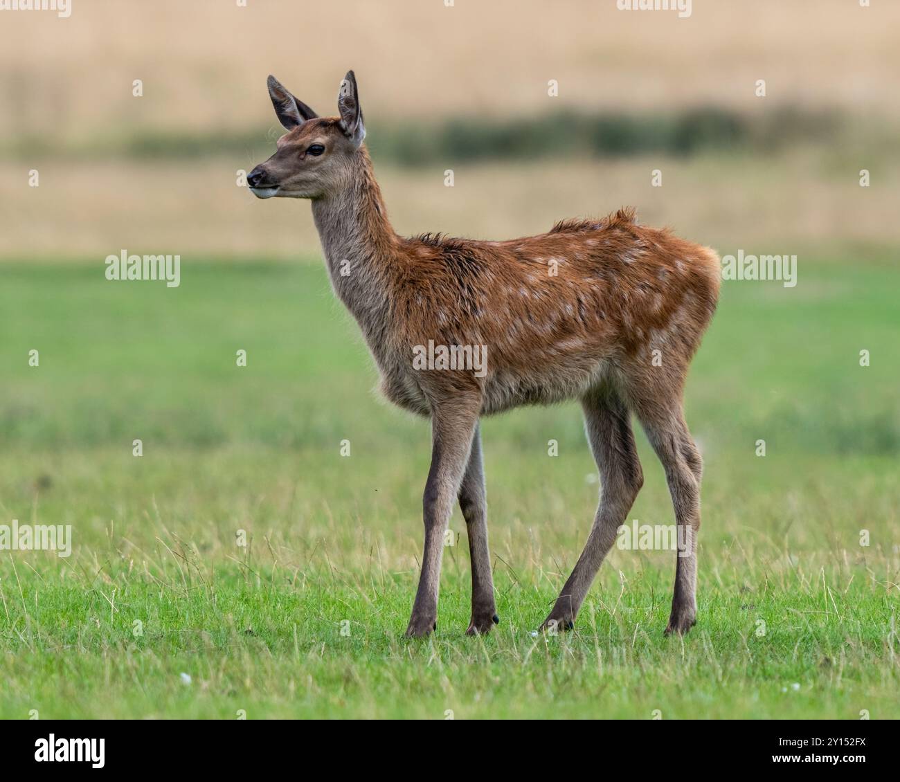 Red Deer Calf Stock Photo - Alamy