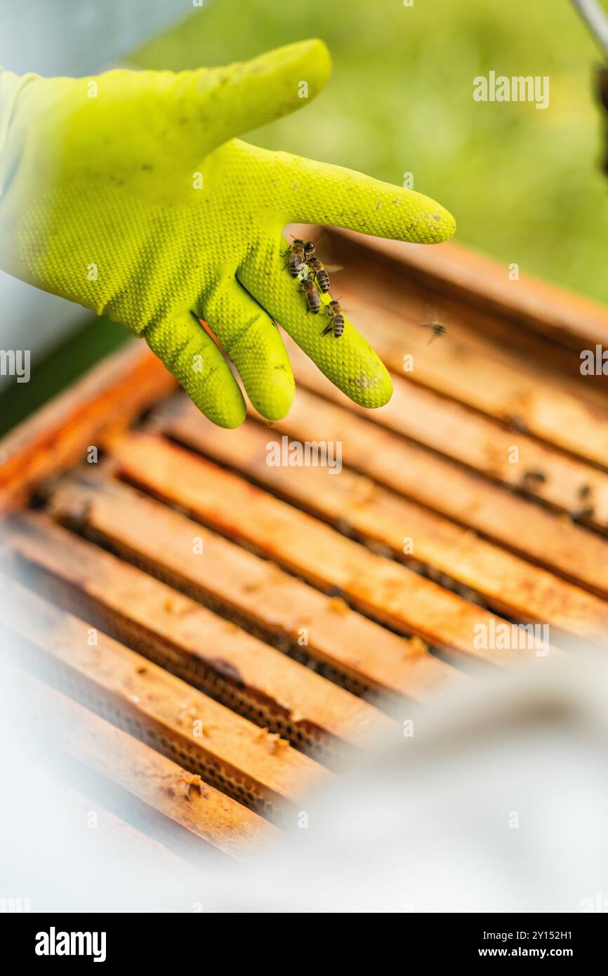 Bees Crawling Up the Beekeepers Glove While Evaluating the Beehive and ...