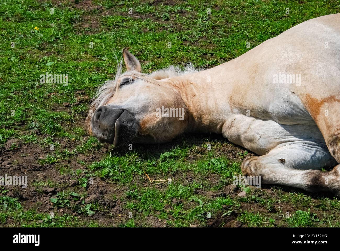 White horse laying down a hot summer day Stock Photo - Alamy