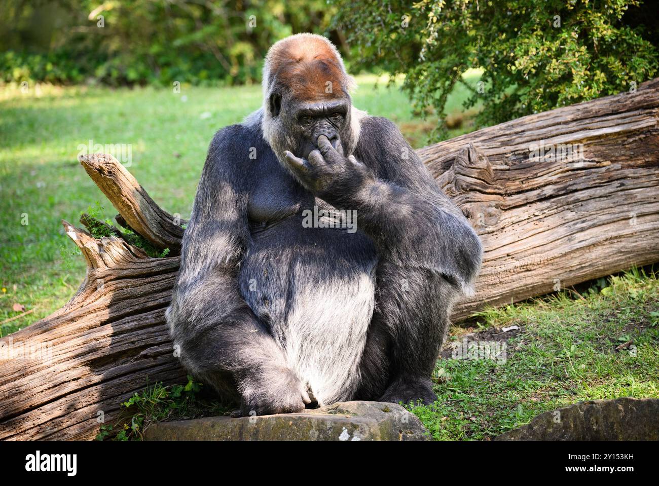 05 September 2024, Berlin: Male gorilla Sango sits in his enclosure ...