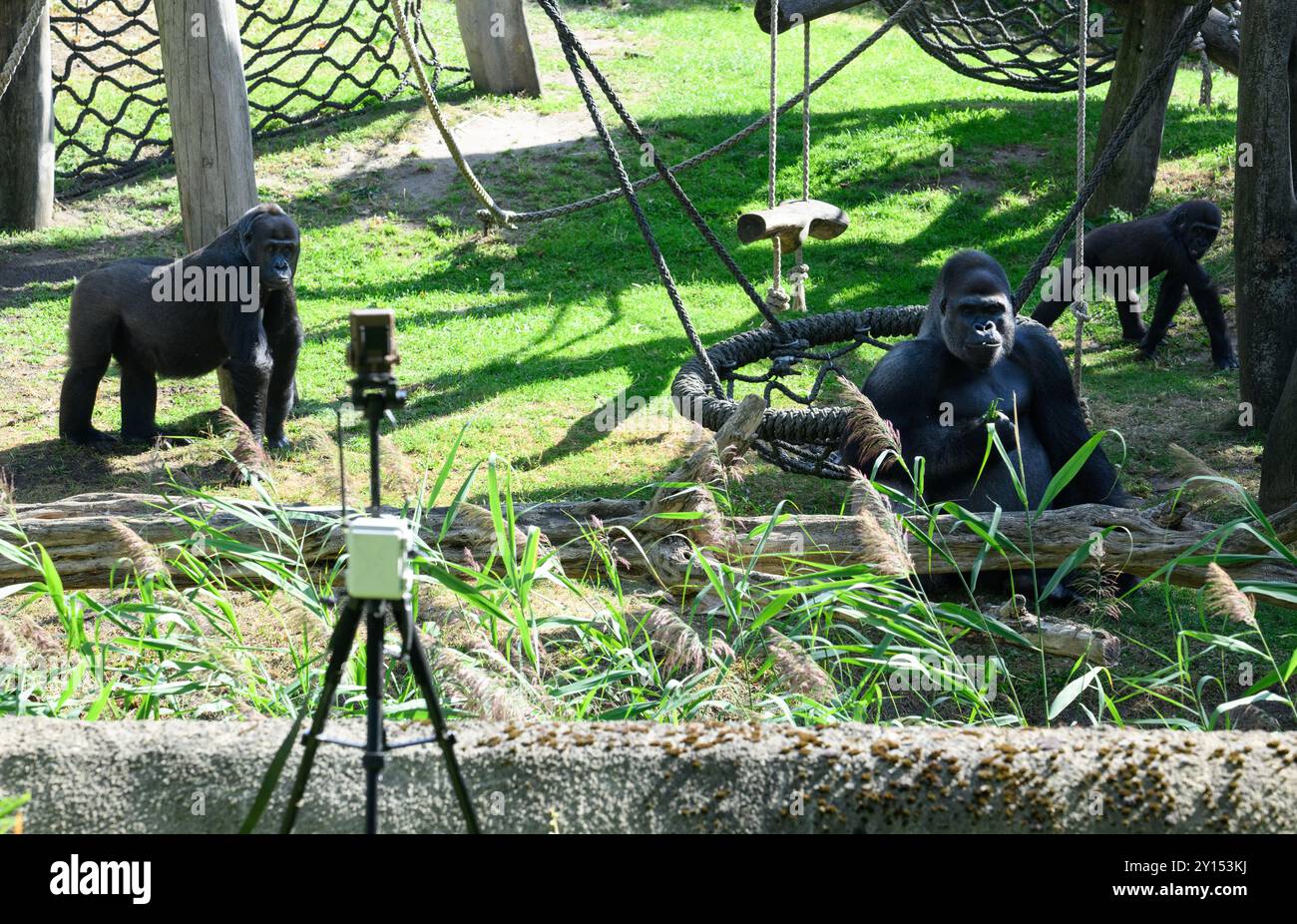 05 September 2024, Berlin: Gorillas move around their enclosure and are ...