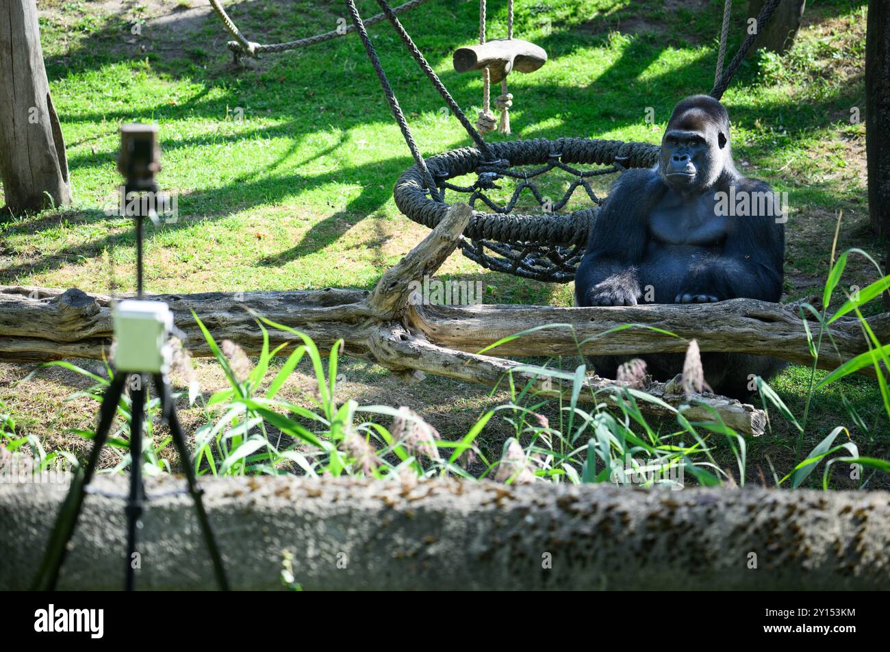 05 September 2024, Berlin: Male gorilla Sango sits in his enclosure ...