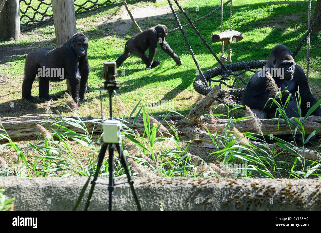 05 September 2024, Berlin: Gorillas move around their enclosure and are ...
