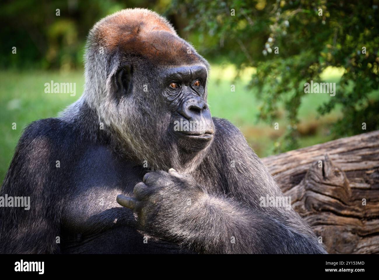05 September 2024, Berlin: Male gorilla Sango sits in his enclosure ...