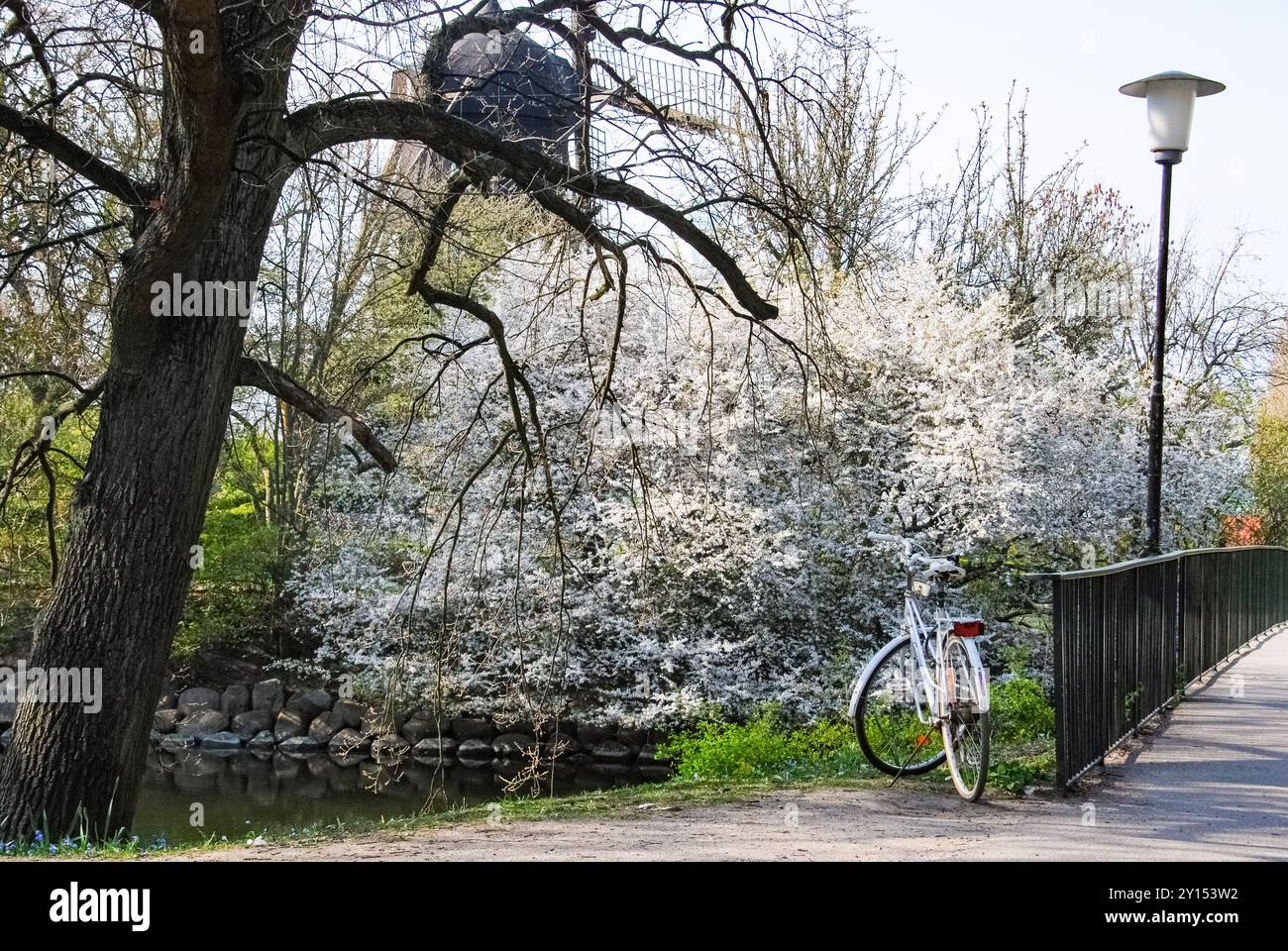 White bike in front of bush with white flowers in full spring bloom, Malmo, Sweden Stock Photo ...