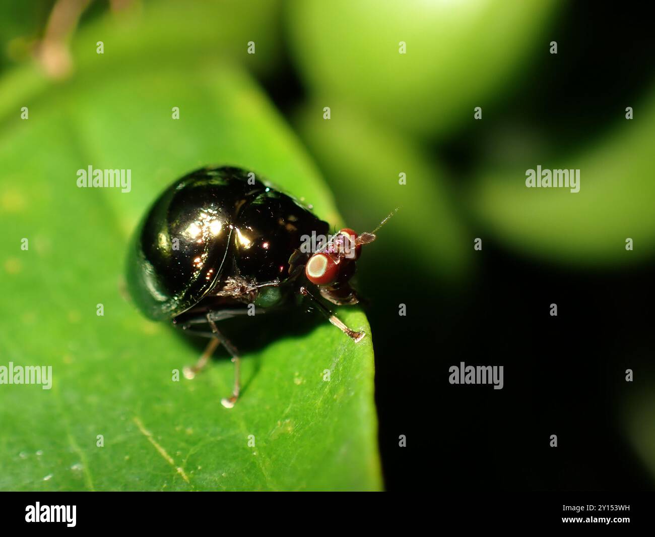Shiny black beetle hi-res stock photography and images - Alamy