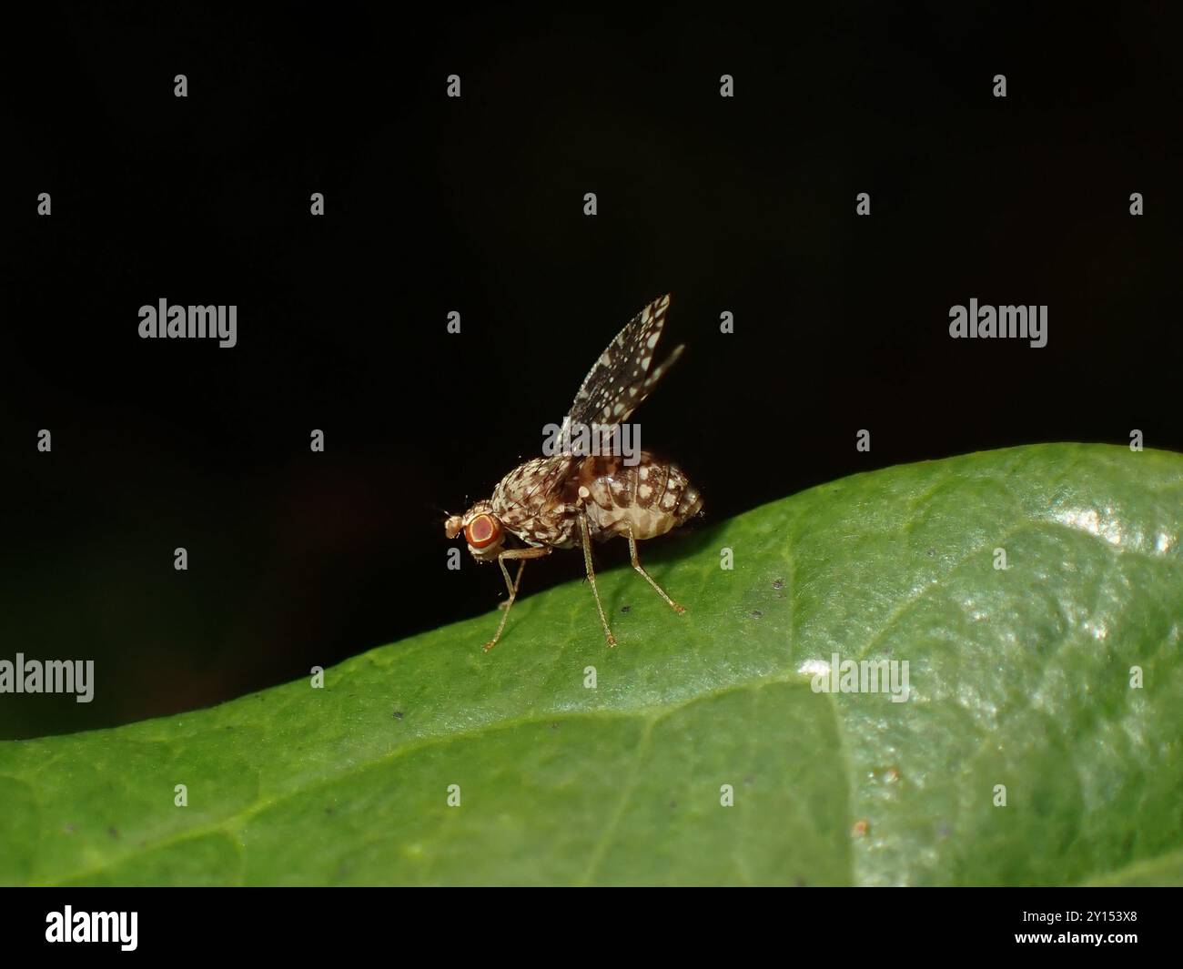 Macro shot insects perched hi-res stock photography and images - Alamy