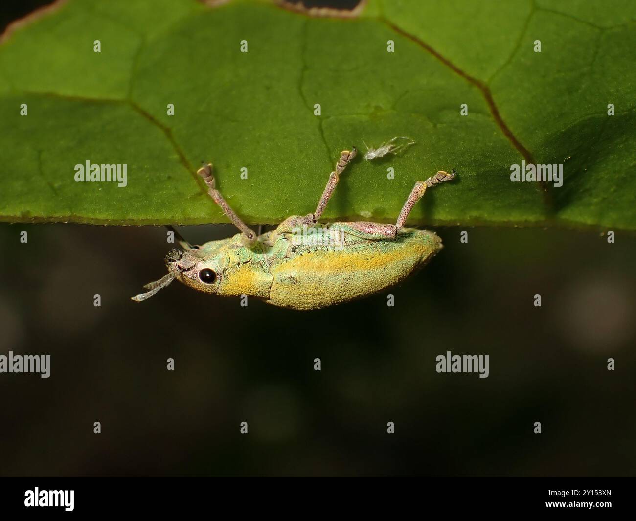 Green Weevil Hanging from Leaf Stock Photo - Alamy