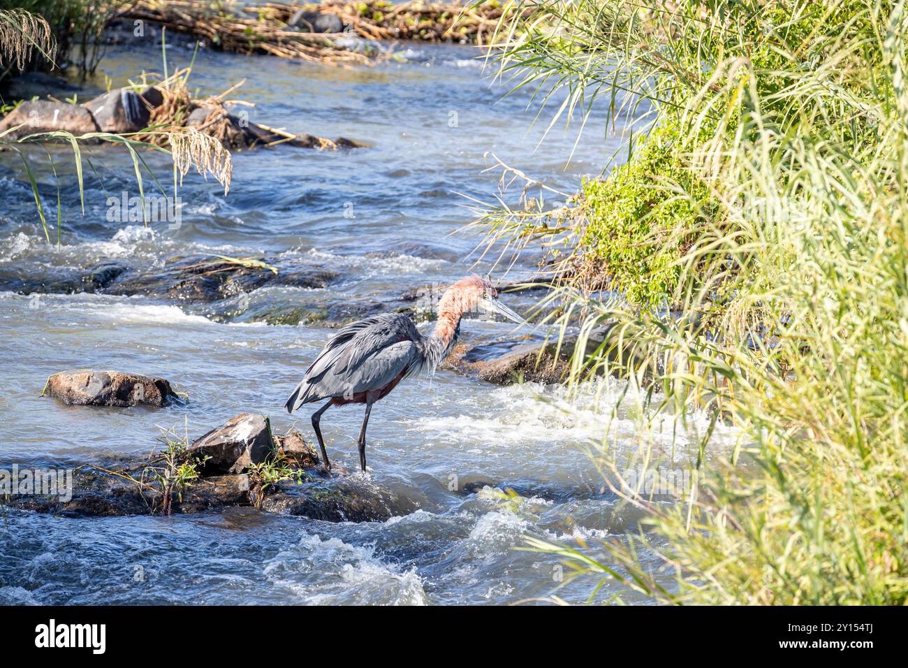 South Africa, Kruger National Park, Goliath Heron (Ardea goliath Stock ...