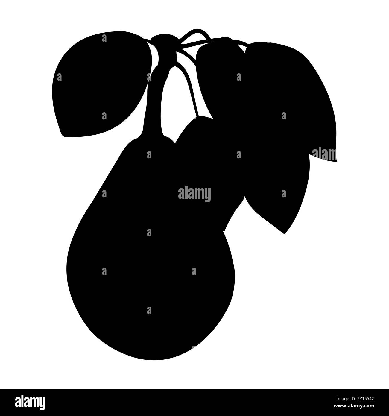 Pear tree branch with fruit and leaves, vector illustration. Delicious ...