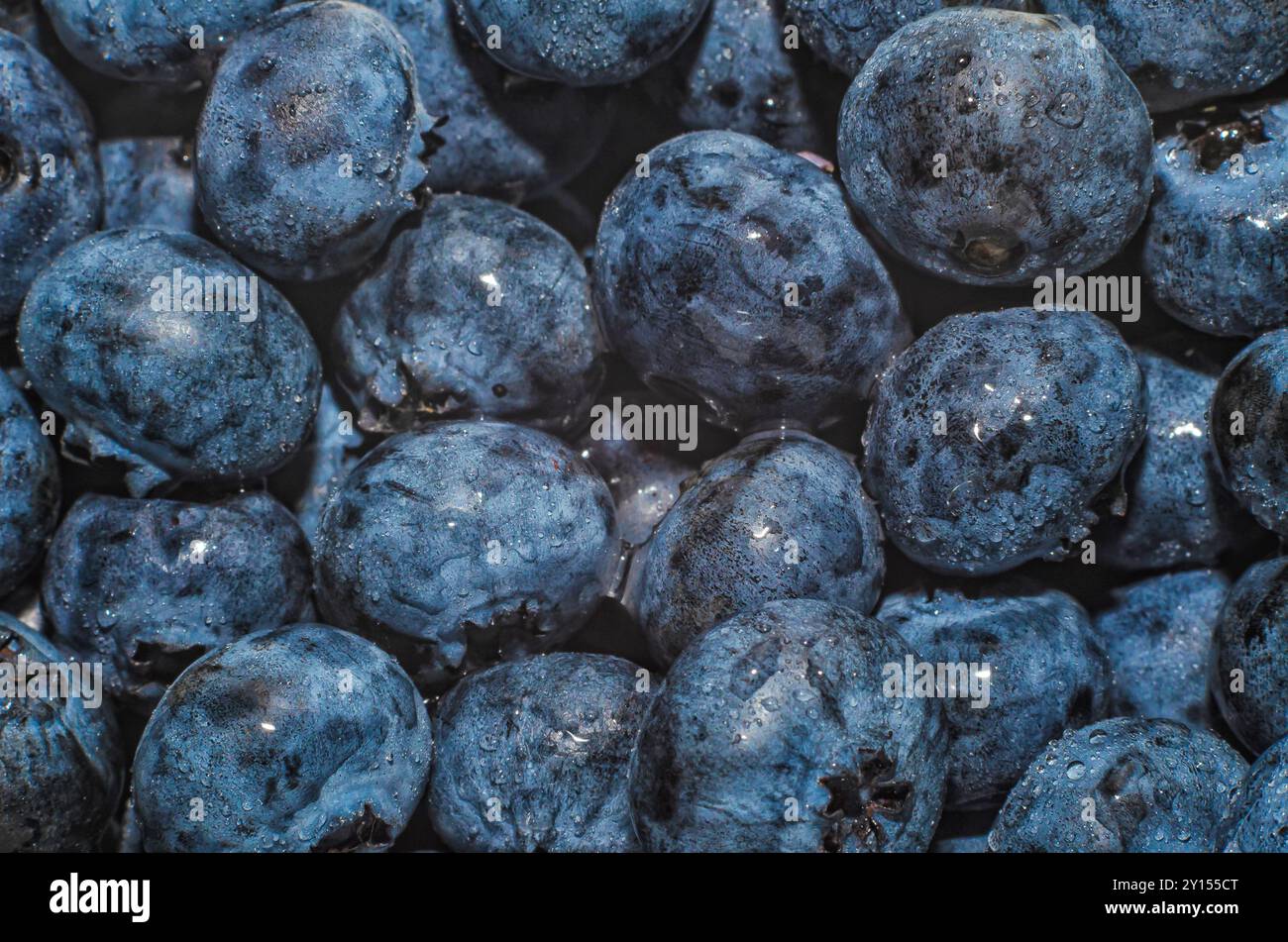 Zoomed image of ripe blueberry filling frame with bright color ...
