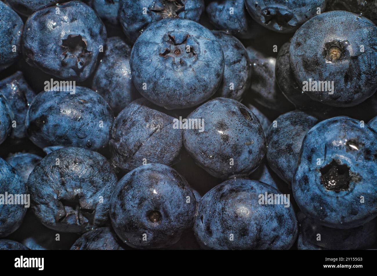 Zoomed image of ripe blueberry filling frame with bright color ...