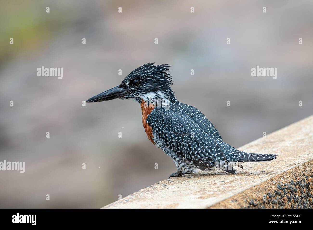 South Africa, Kruger National Park, Giant Kingfisher (Megaceryle maxima Stock Photo - Alamy