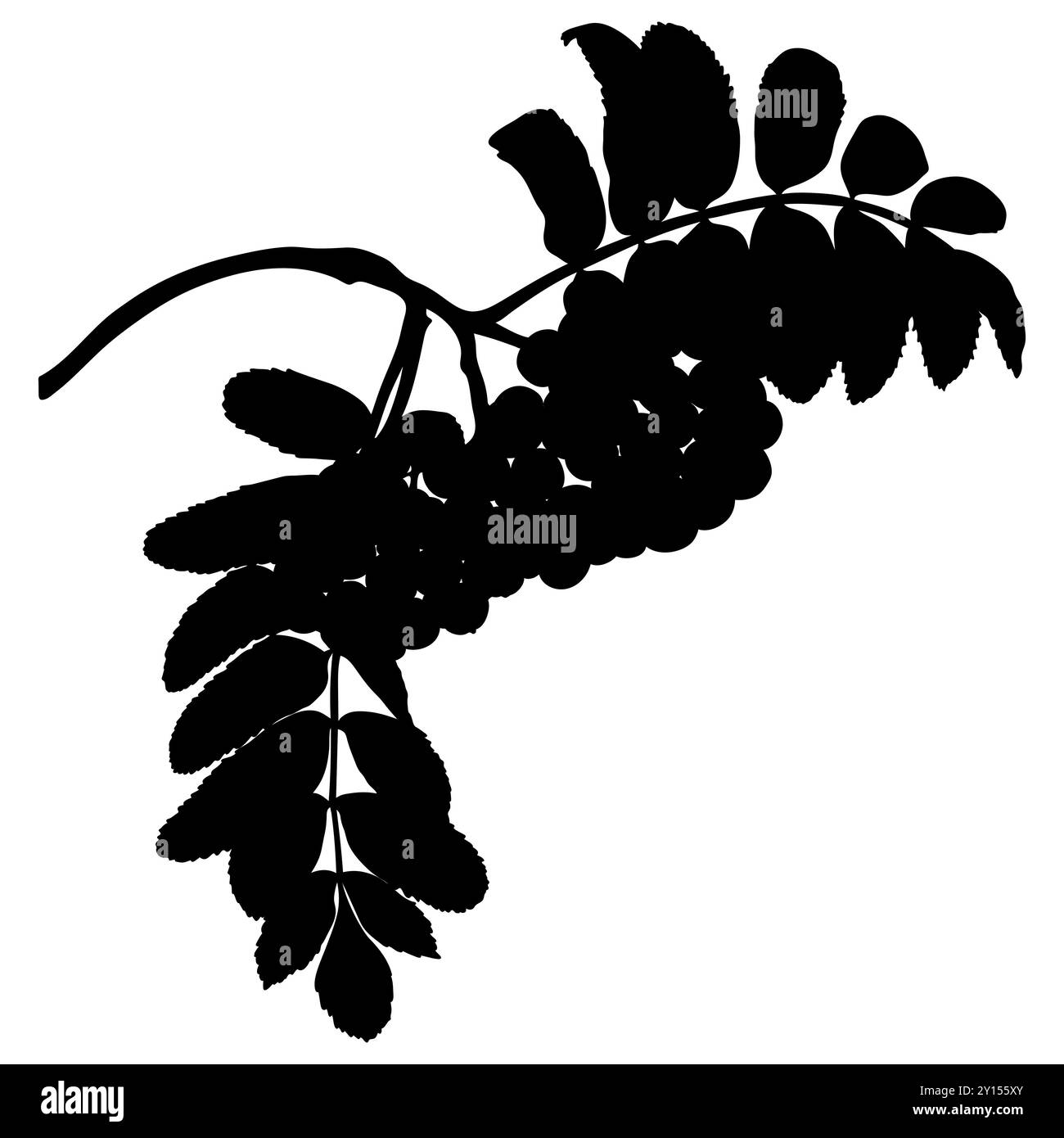 Rowan tree branch with berries and leaves, vector illustration ...