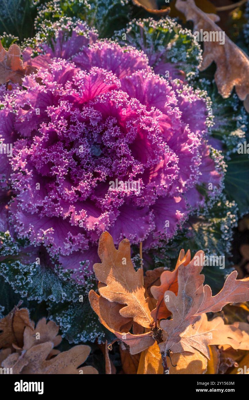 Background. Close up. Ornamental Cabbage or Flowering Cabbage (Brassica ...