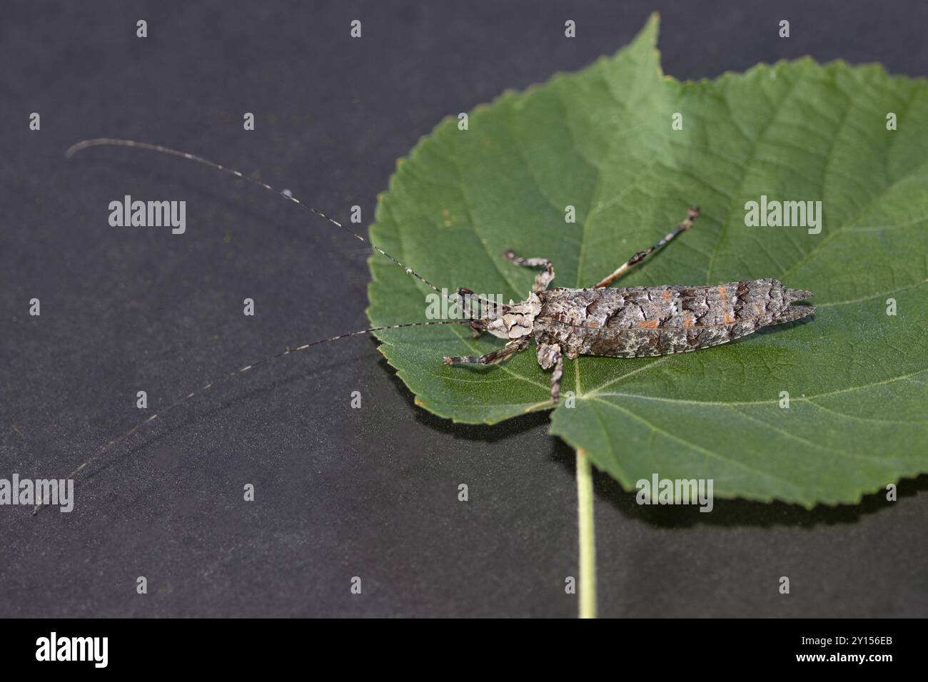 With their distinctive huge antennae and superb cryptic camouflage, the ...