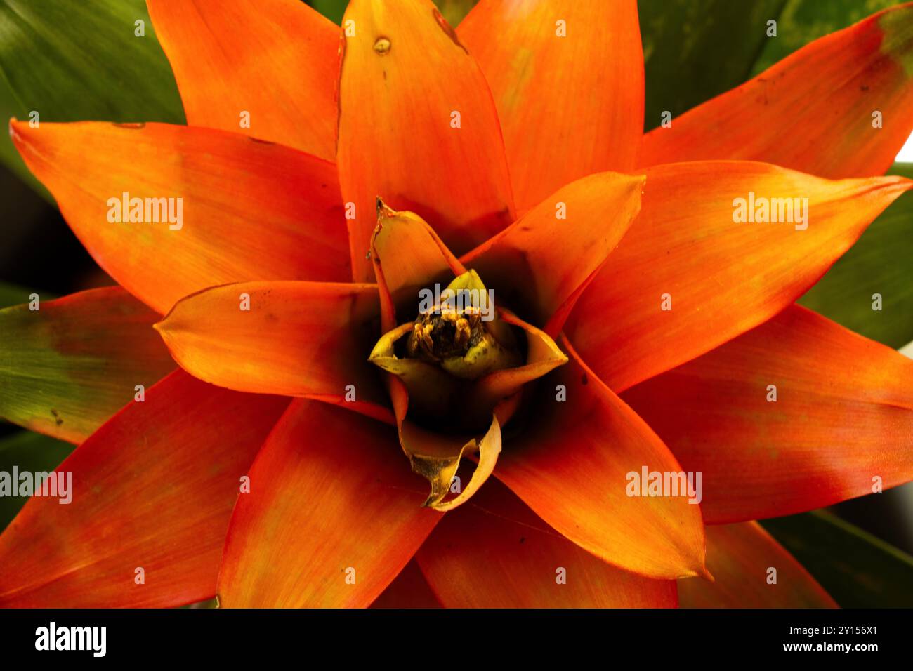 The bromeliad is a tropical epiphyte that is a popular potted plant for ...