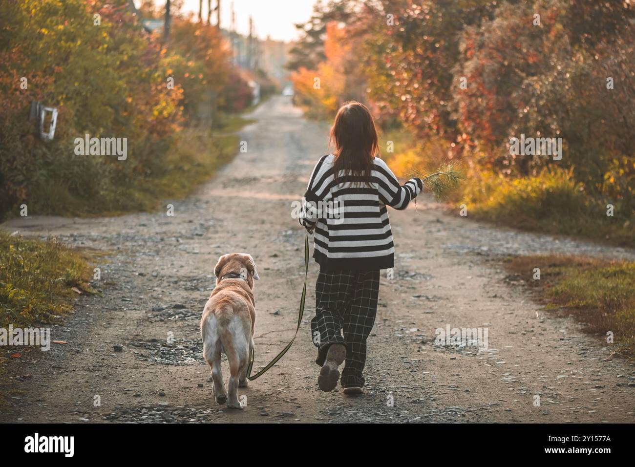 Girl walking with a fawn Labrador on a leash, friendship, companion ...