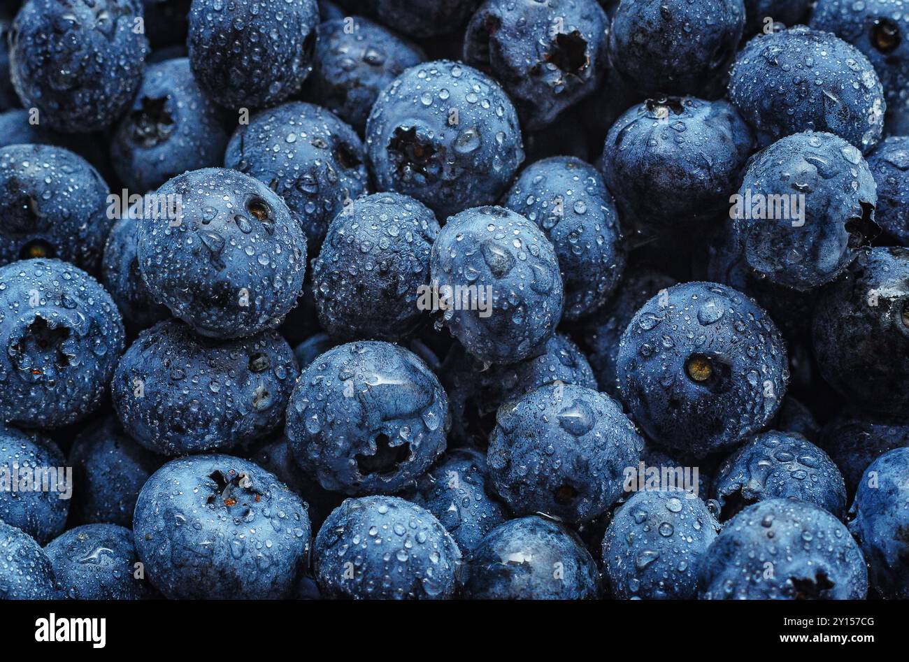Zoomed image of ripe blueberry filling frame with bright color ...