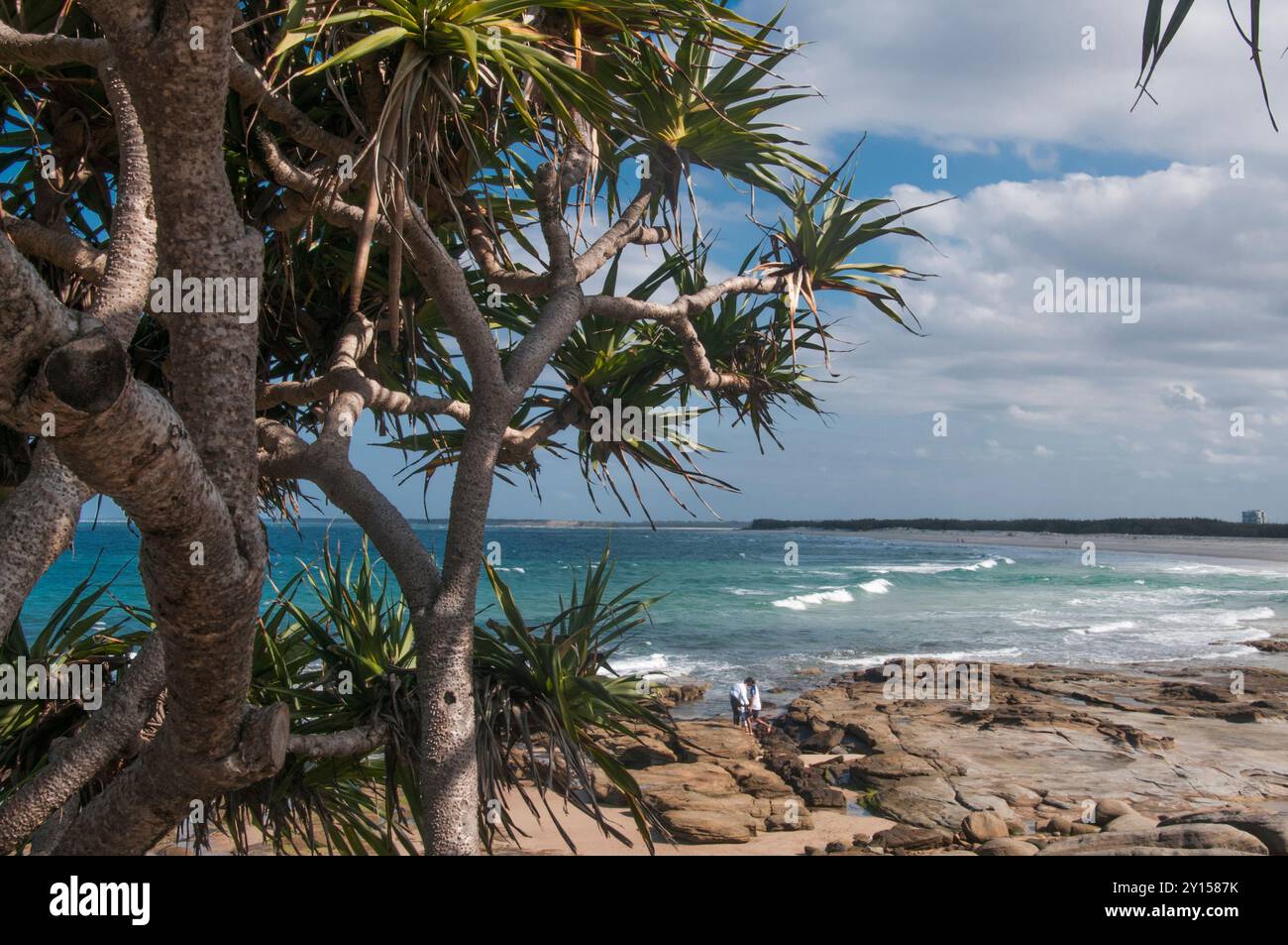 Pandanus palms populate the Coral Sea shoreline at King's Beach ...