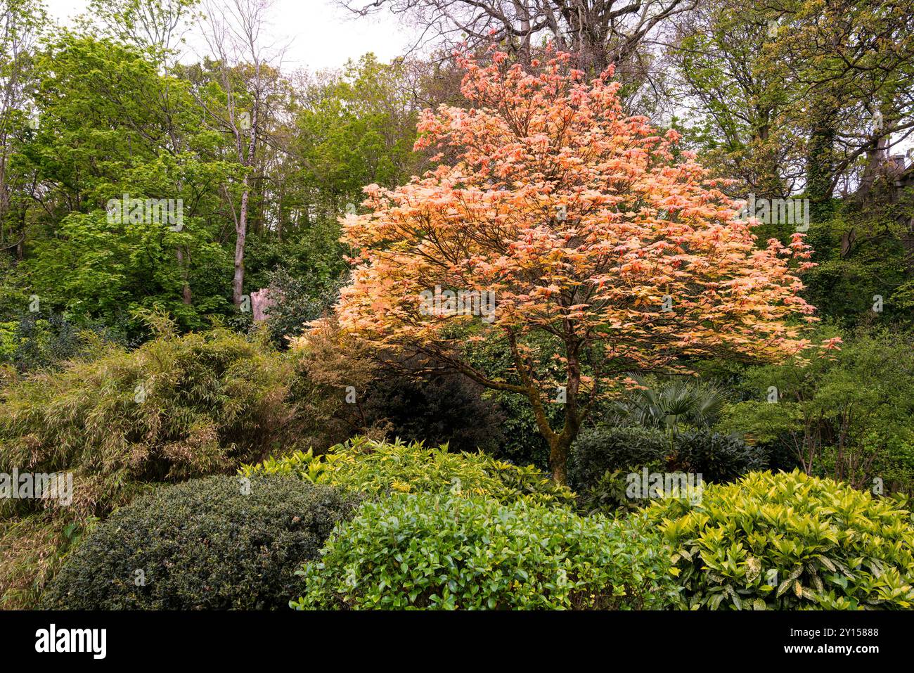 The intense golden leaves foliage of an Acer Maple tree growing in a ...