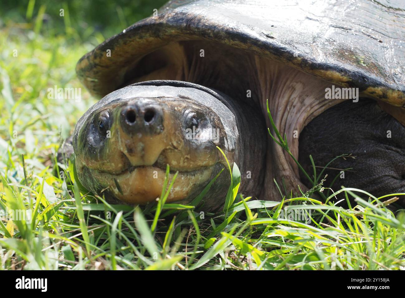The malayan giant terturtle hi-res stock photography and images - Alamy