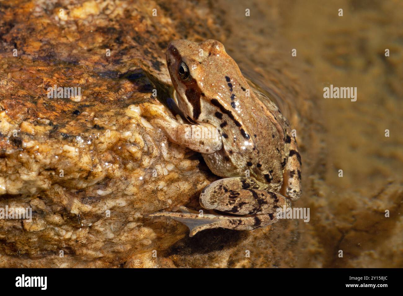 Common Frog (Rana temporaria) Switzerland August 2024 Stock Photo - Alamy