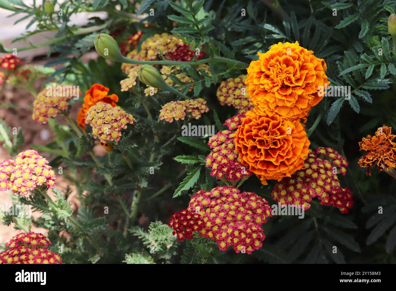 Yellow and red colored flower. (achillea millefolium filipendulina ...