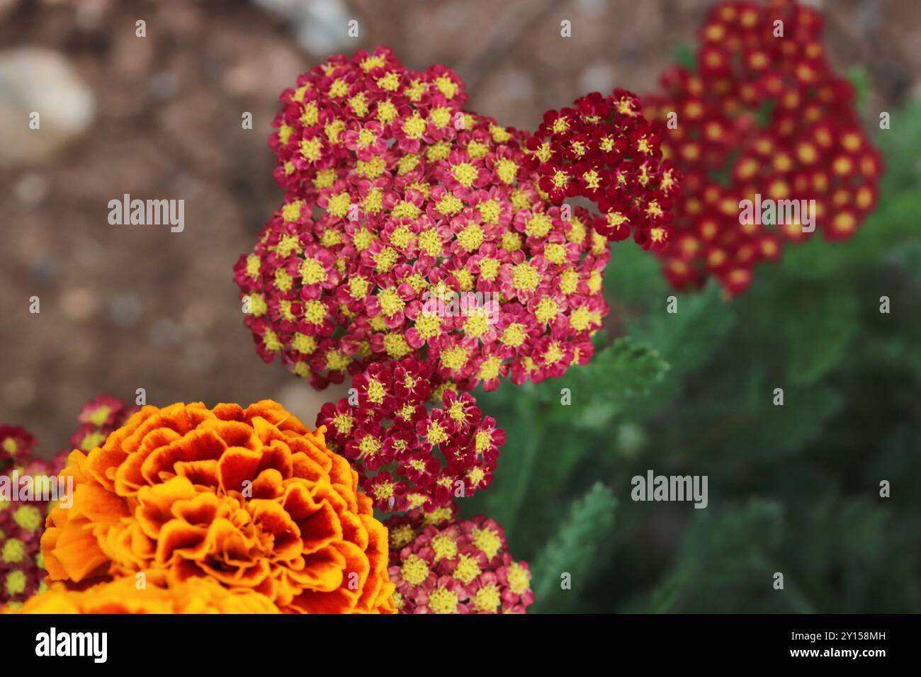 Yellow and red colored flower. (achillea millefolium filipendulina ...