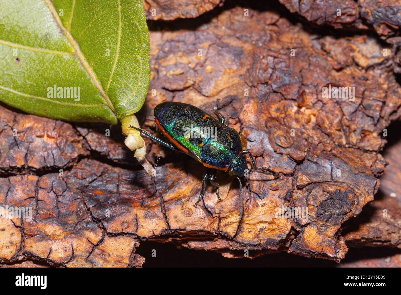 The Rainbow Shield Bug is one of the most colourful in the beetle ...
