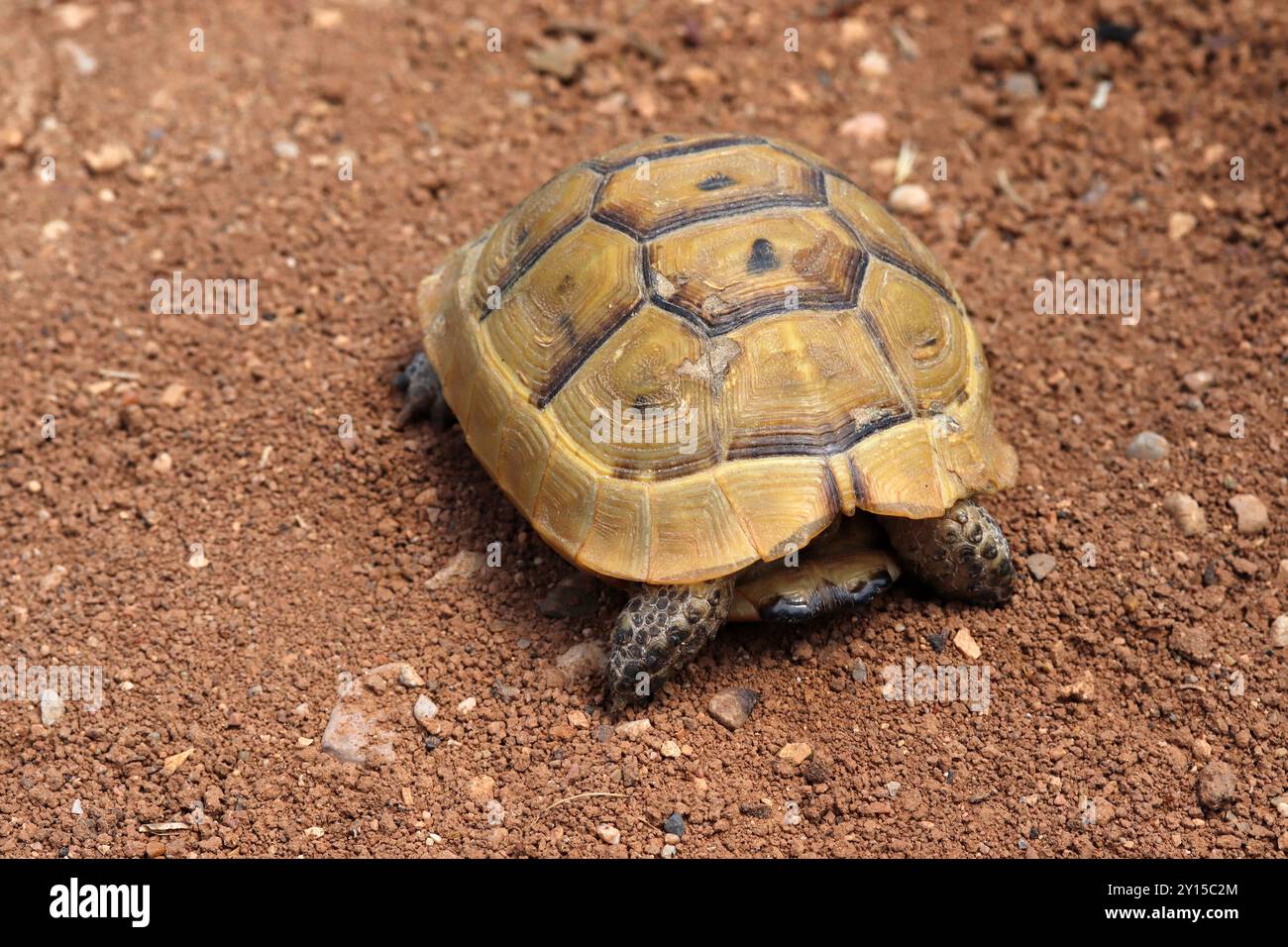 Cute little baby turtle hi-res stock photography and images - Alamy