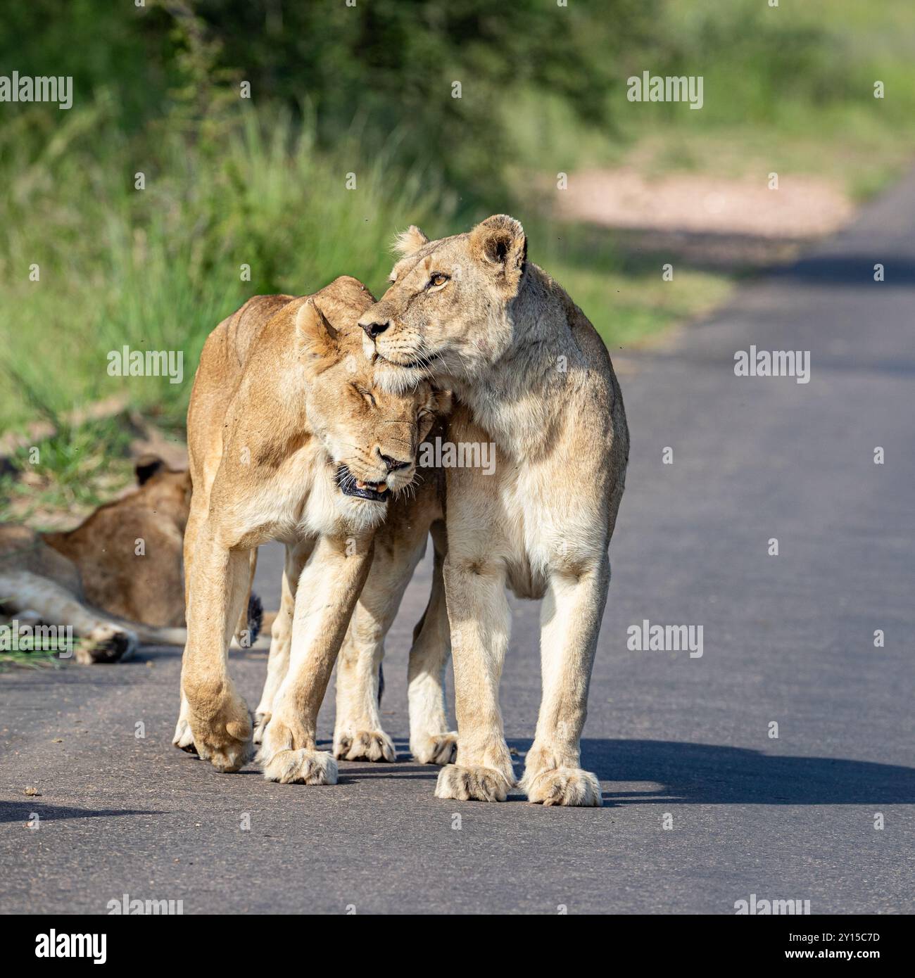South Africa, Kruger National Park, Lion (Panthera leo), female ...