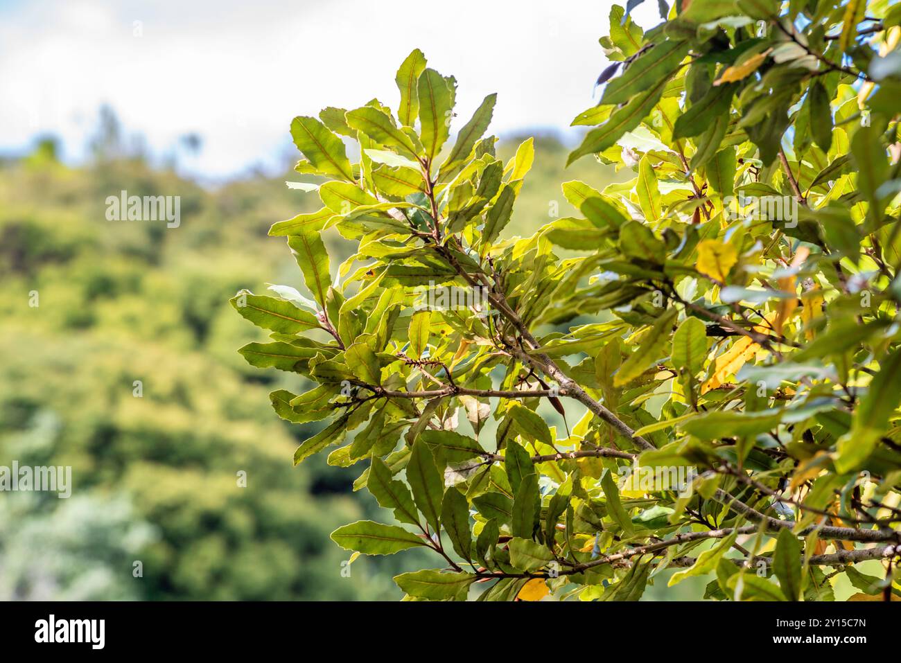 Knightia excelsa or Rewarewa (from Māori), is an evergreen tree endemic ...