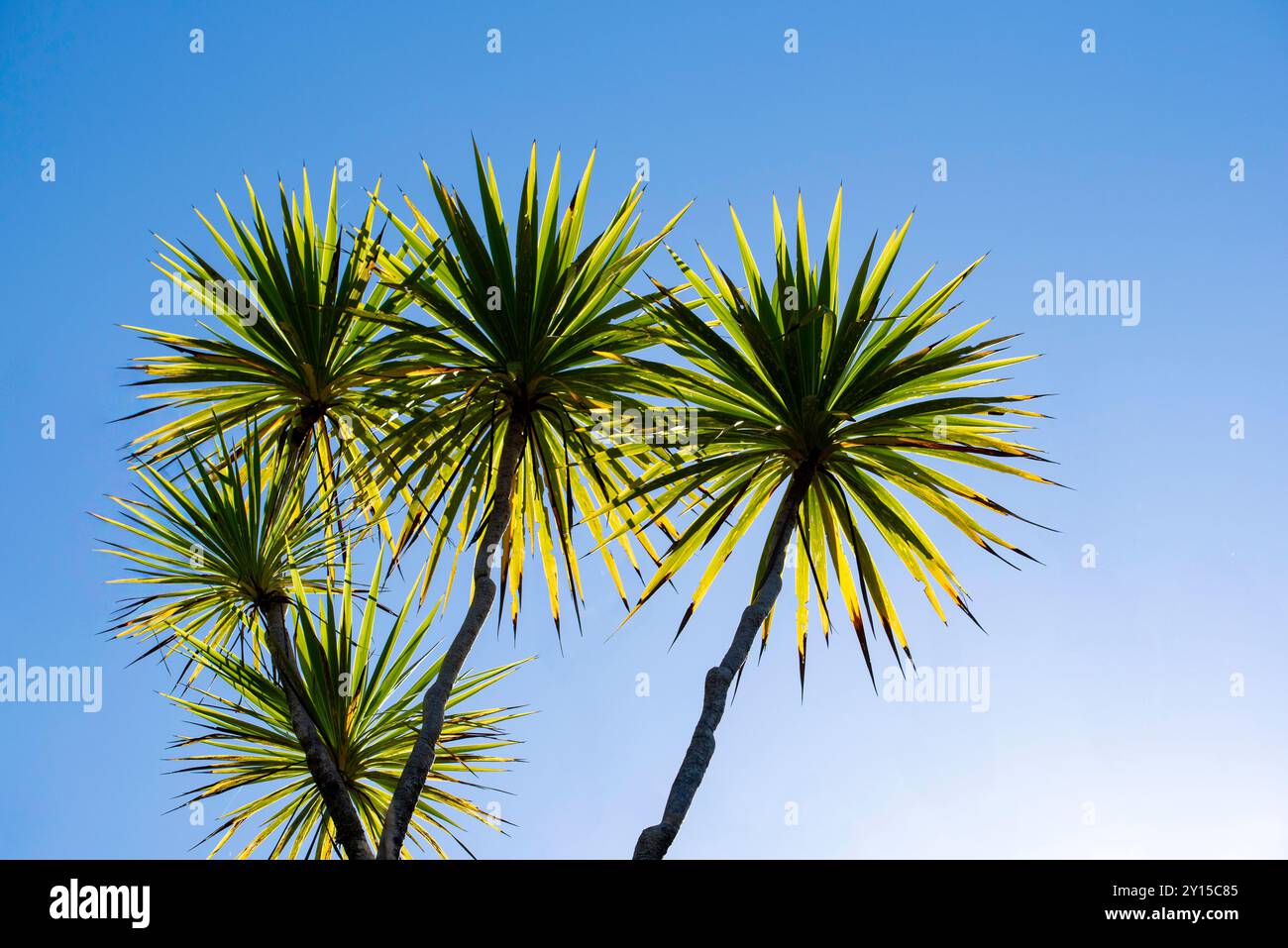 New Zealand Cabbage Tree (Cordyline australis) Māori name of tī or tī ...