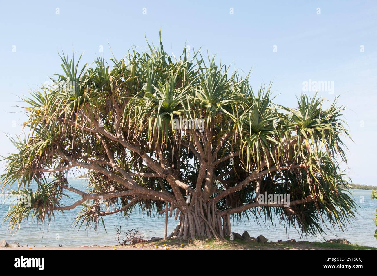 Pandanus palm, Pandanus pedunculatus or screw pine, flourishes along ...